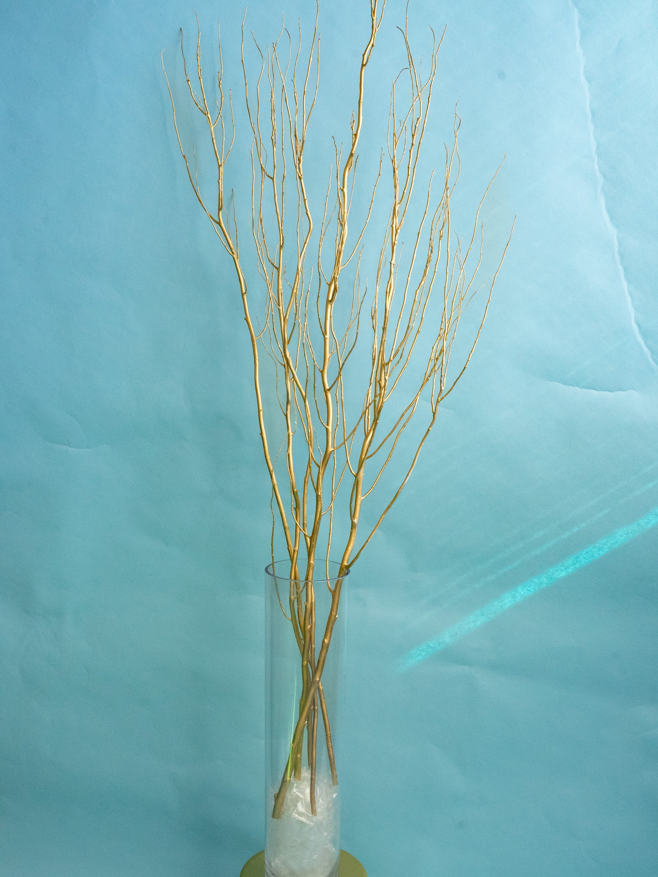 【12/24〜12/30到着】ウンリュウ柳 ゴールド 5本 | 観葉植物・お花の通販 AND PLANTS (アンドプランツ)