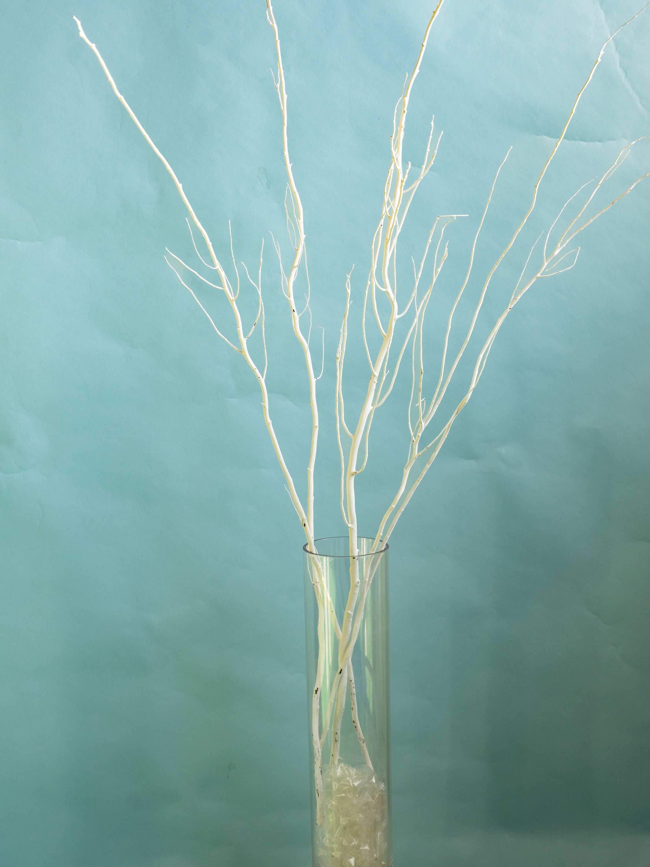 【12/17〜12/28到着】ウンリュウ柳 ホワイト 5本 | 観葉植物・お花の通販 AND PLANTS (アンドプランツ)