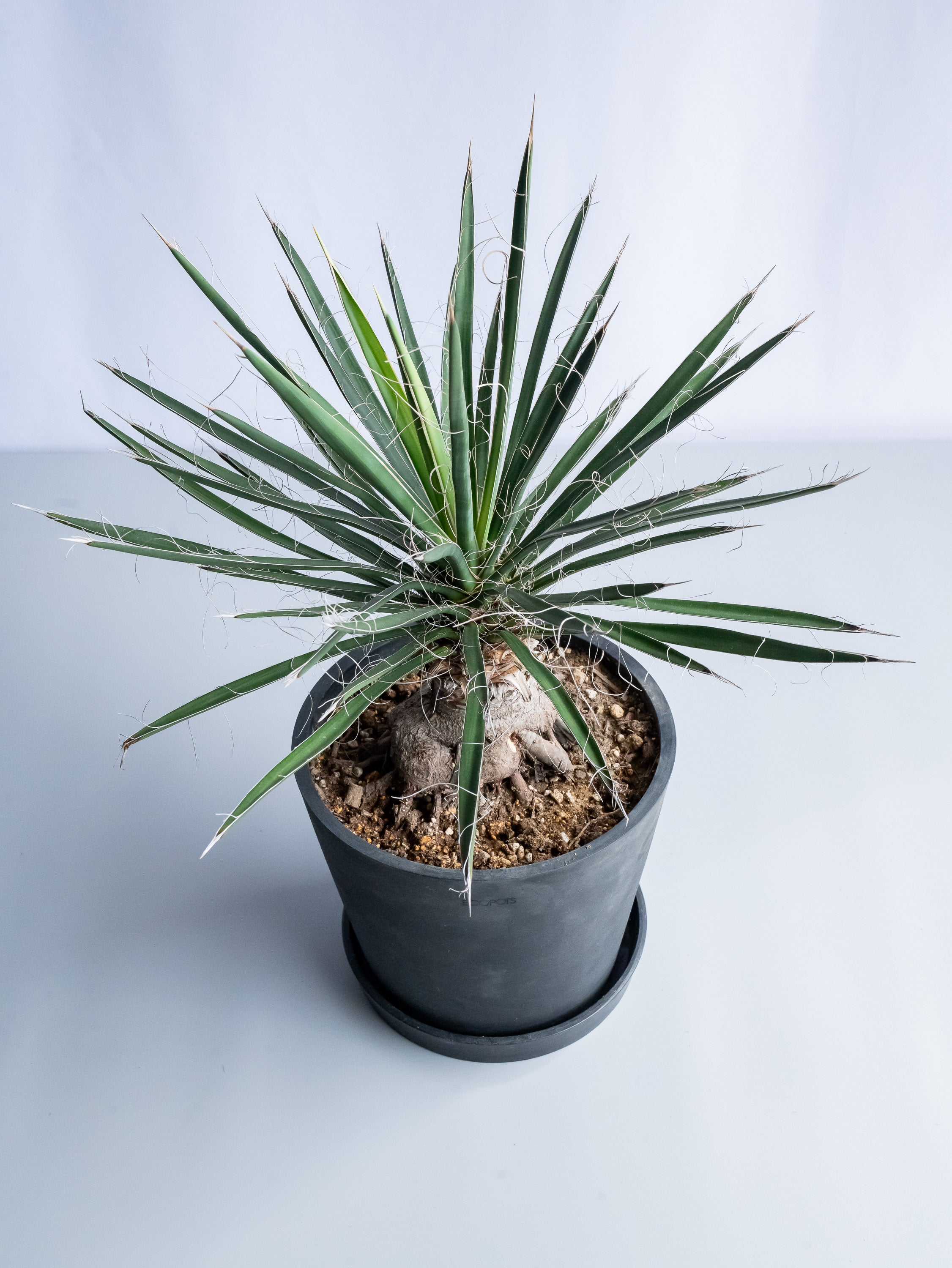 ユッカ・バッカタ | 観葉植物の通販 AND PLANTS (アンドプランツ)