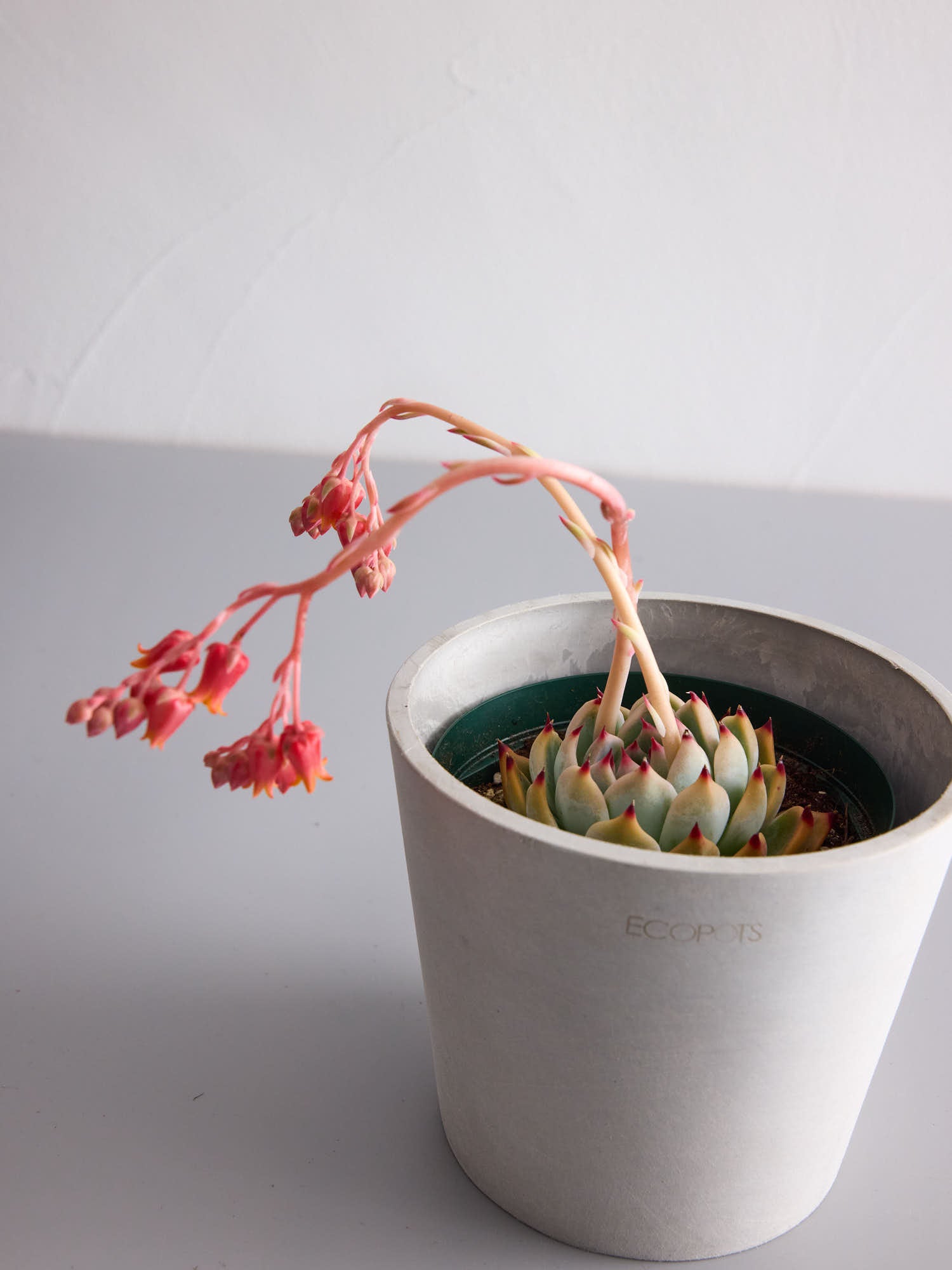 エケベリア・桃太郎 Table-M| 観葉植物通販 AND PLANTS (アンドプランツ)